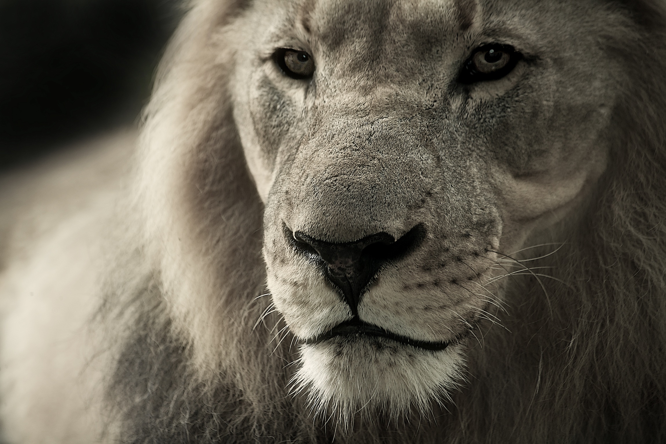 Lion Serious - 2300x1533 Wallpaper - teahub.io