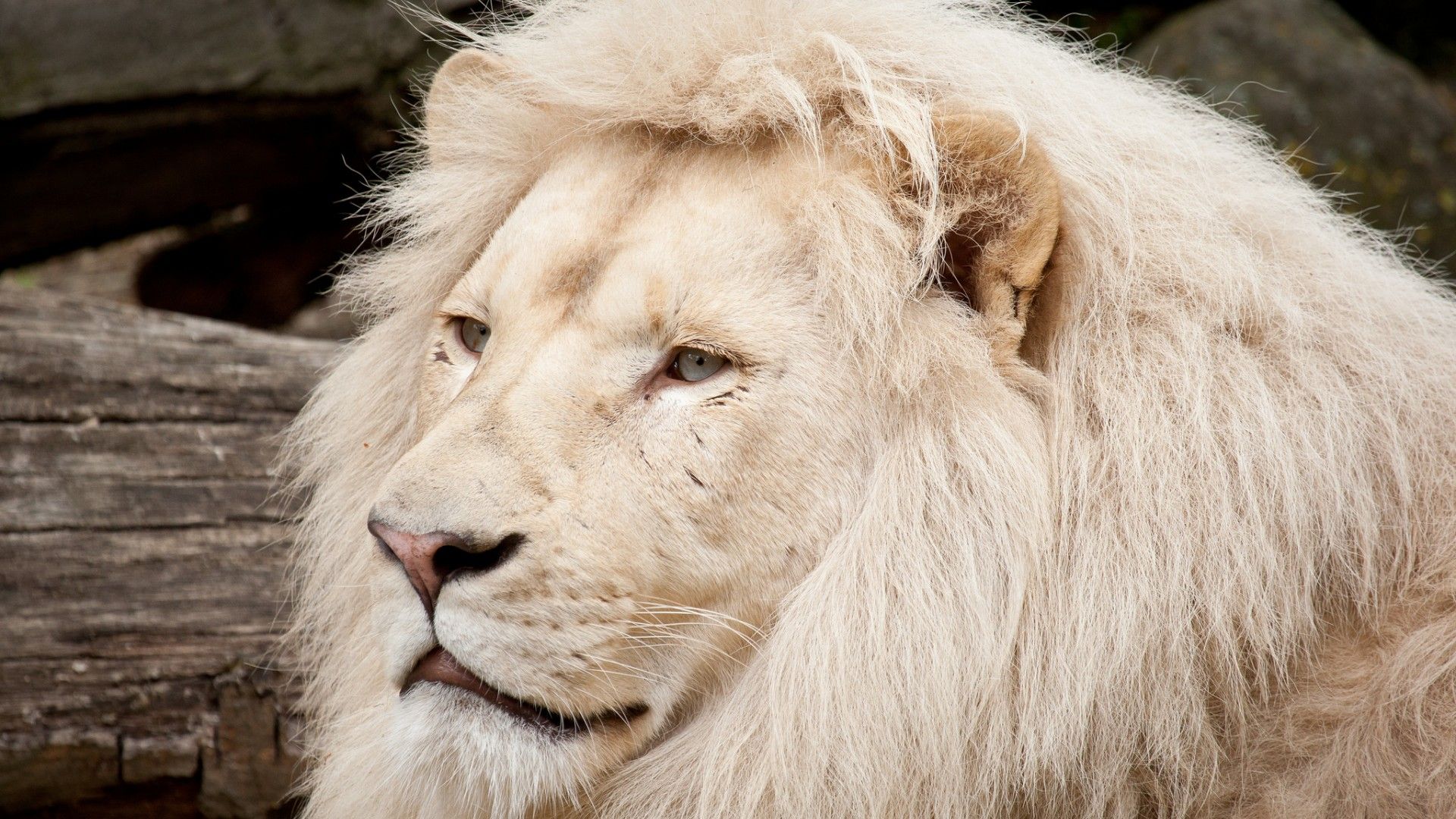 White Lion Mane - 1920x1080 Wallpaper - teahub.io