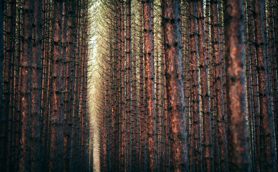 Autumn Forest Facebook Cover - 970x600 Wallpaper - teahub.io