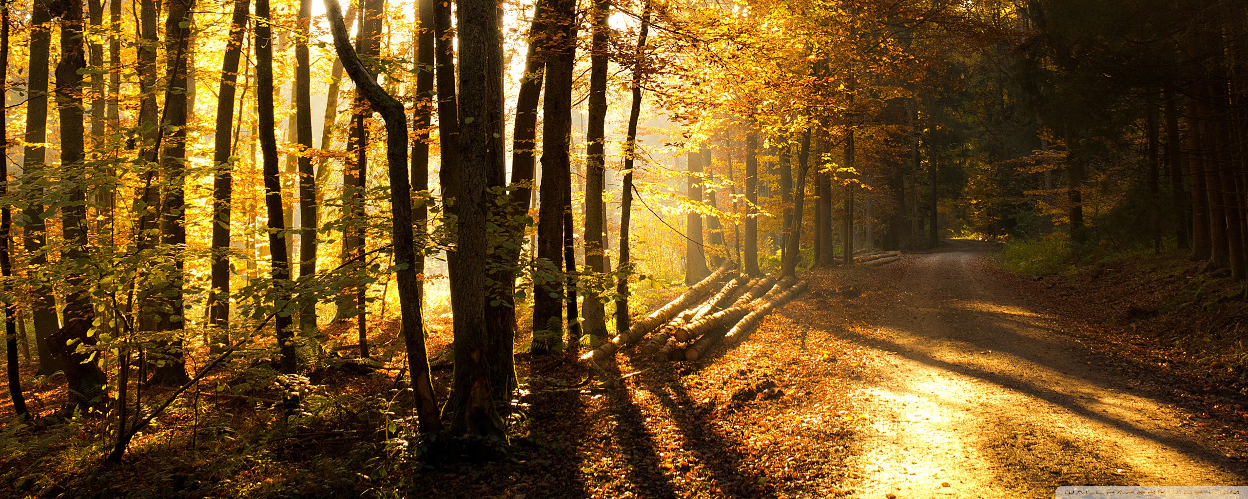 Forest Cover Photos For Facebook Timeline - 2560x1024 Wallpaper - teahub.io