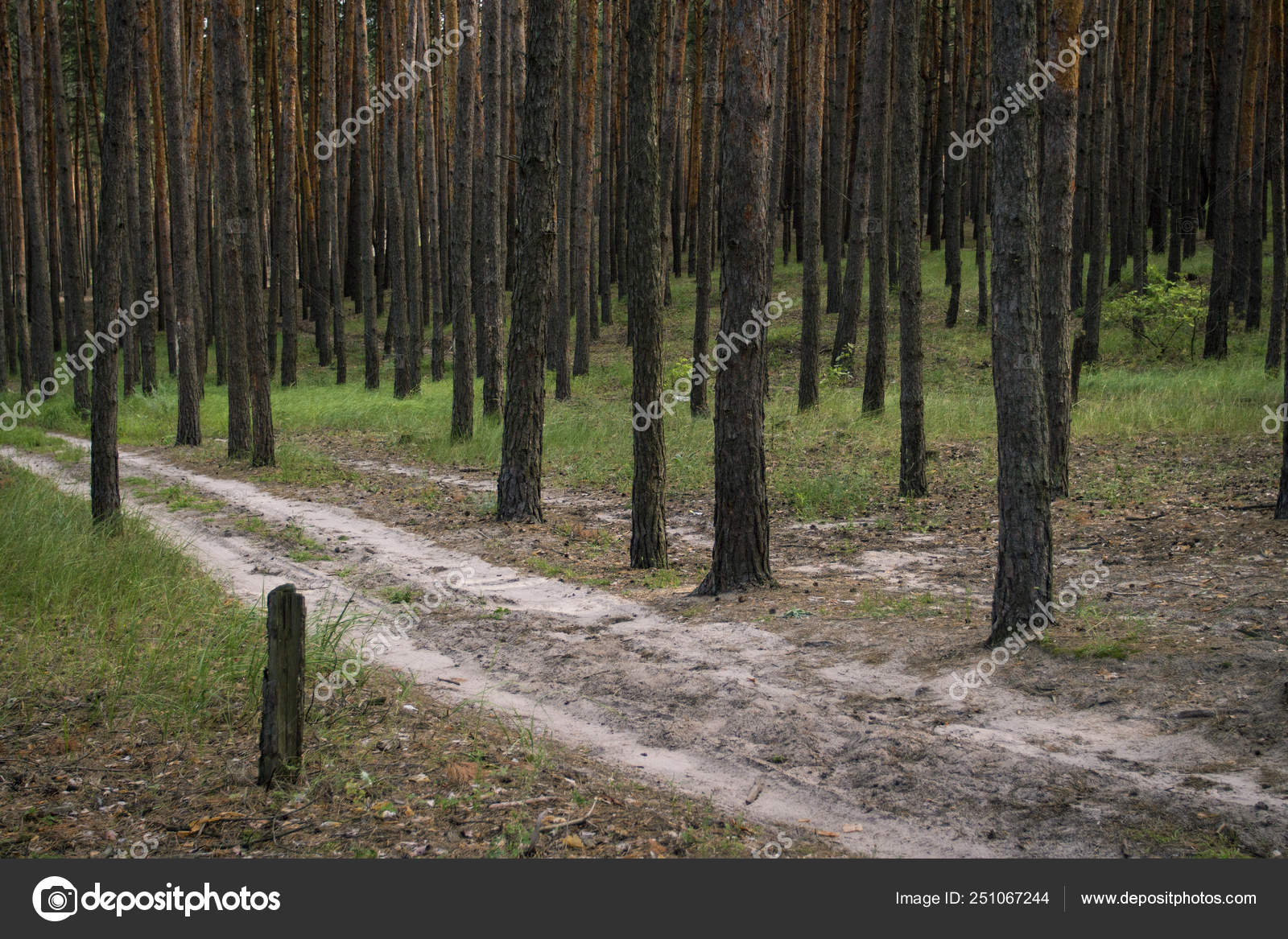 Grove - 1600x1167 Wallpaper - teahub.io