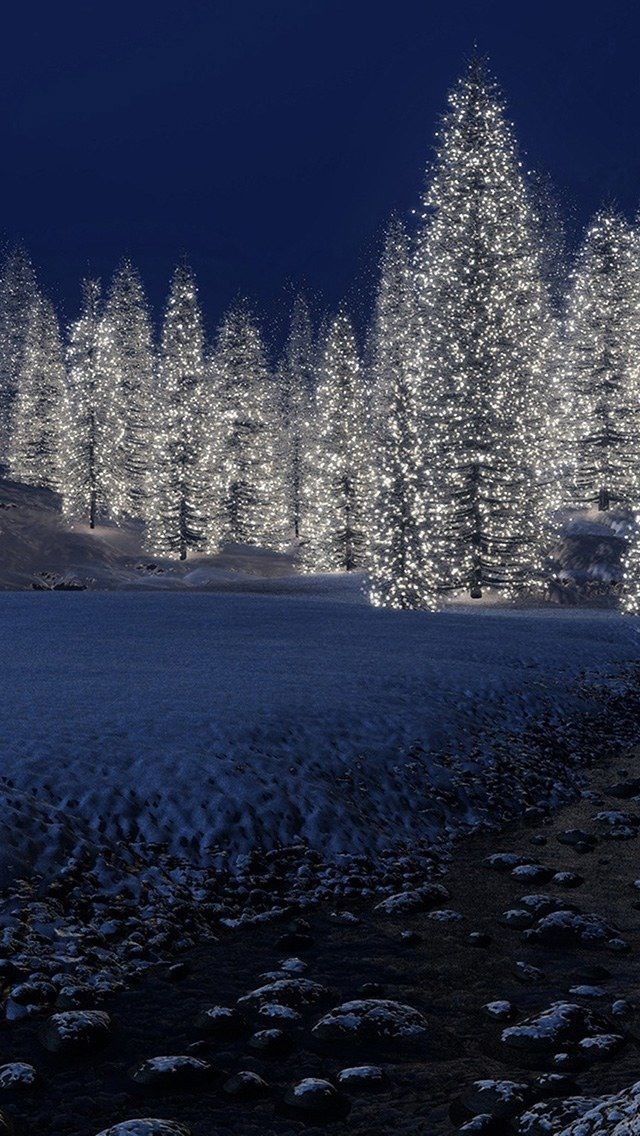 Christmas Trees In Nature - 640x1136 Wallpaper - teahub.io