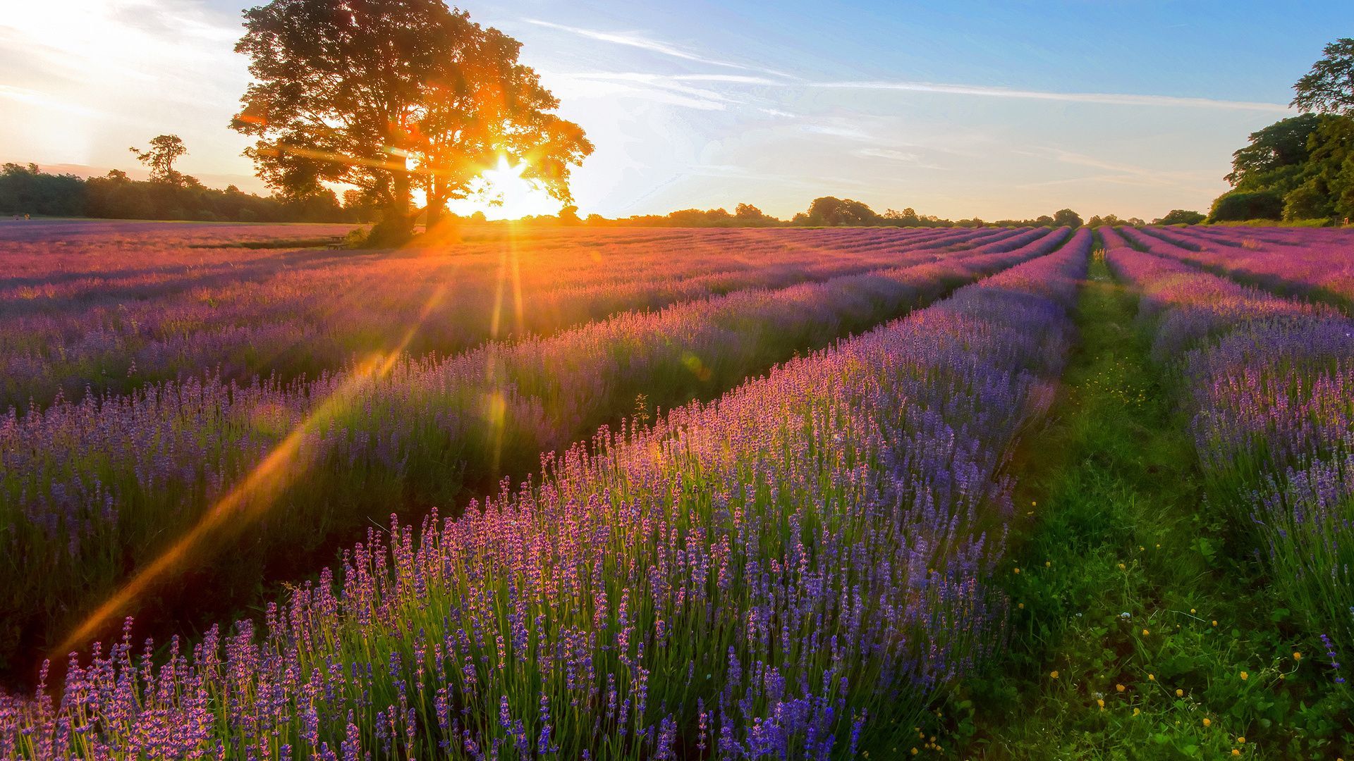 English Lavender - 1920x1080 Wallpaper - teahub.io