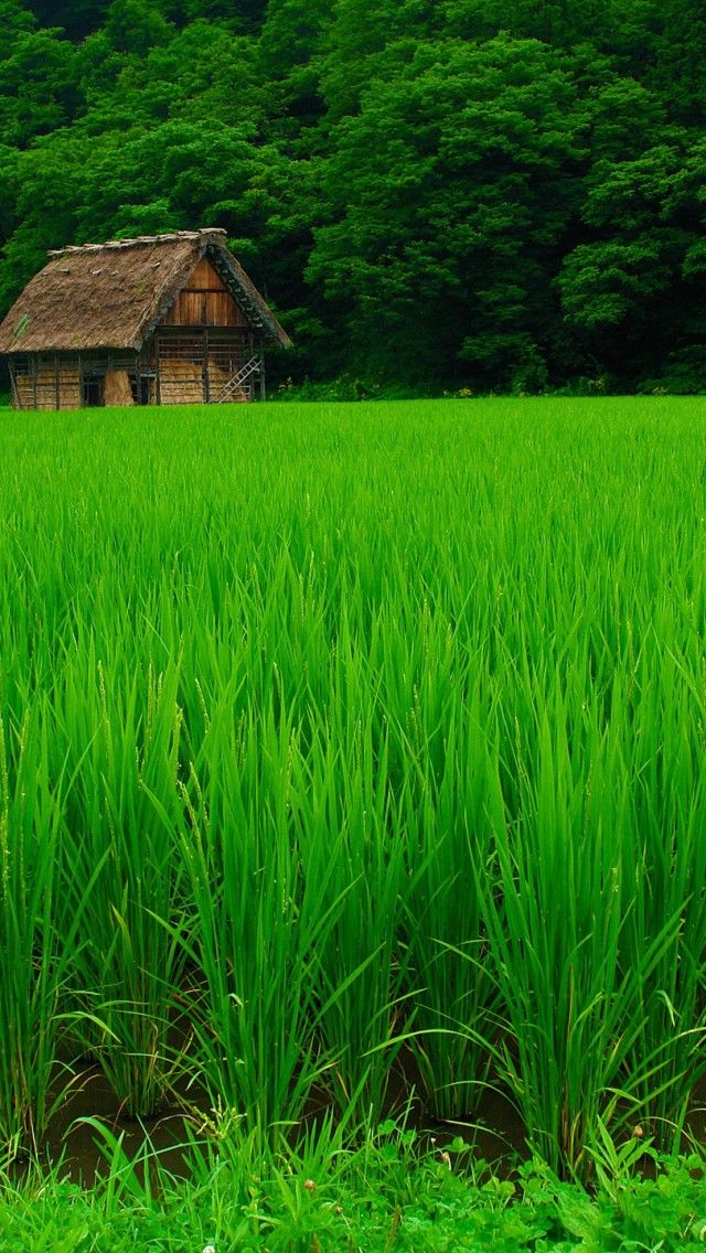 Philippines Wallpaper Rice Field - 640x1136 Wallpaper - teahub.io