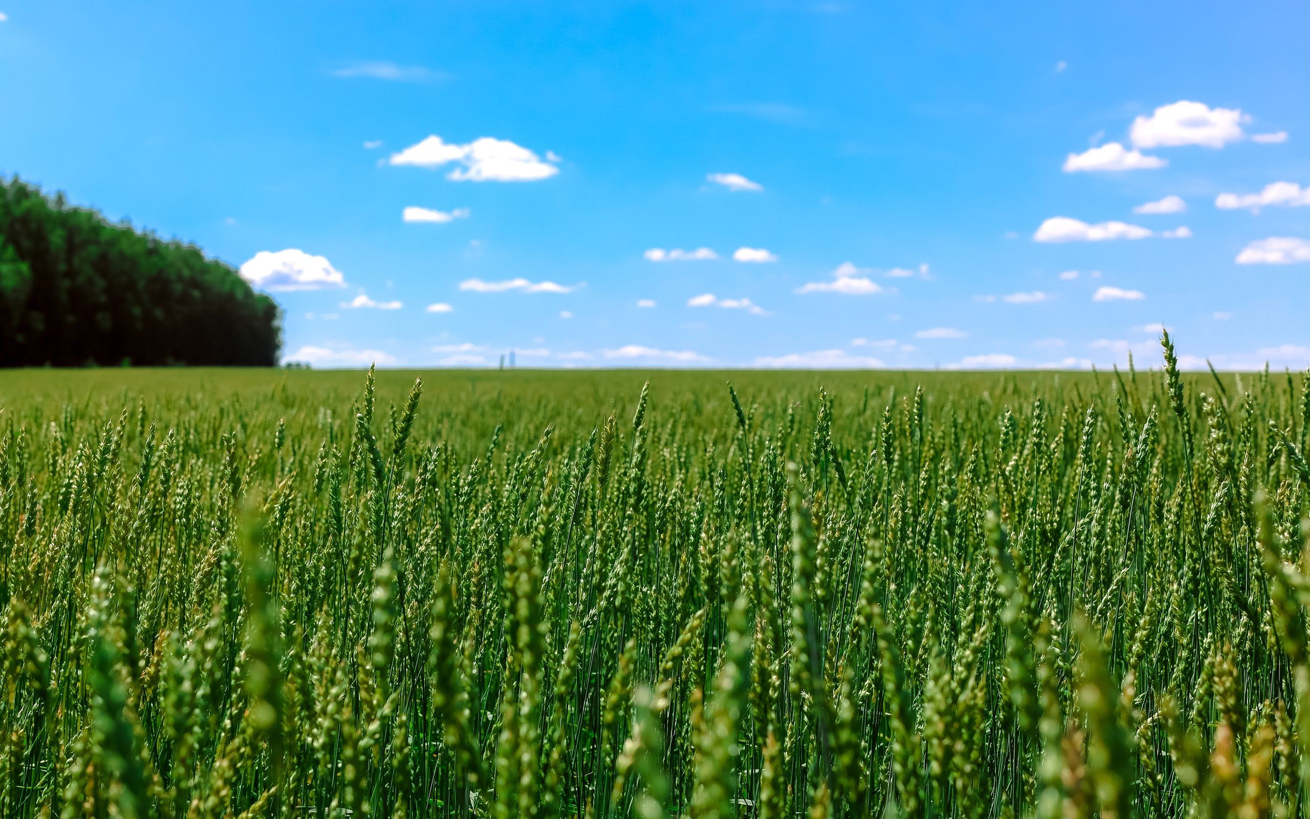 Wheat Field Hd Wallpaper - Champ De Blé Hd - 2560x1600 Wallpaper ...
