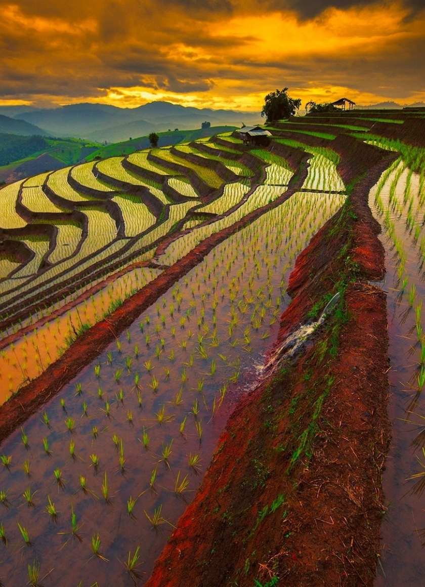 Thailandia Campi Di Riso - 840x1160 Wallpaper - teahub.io