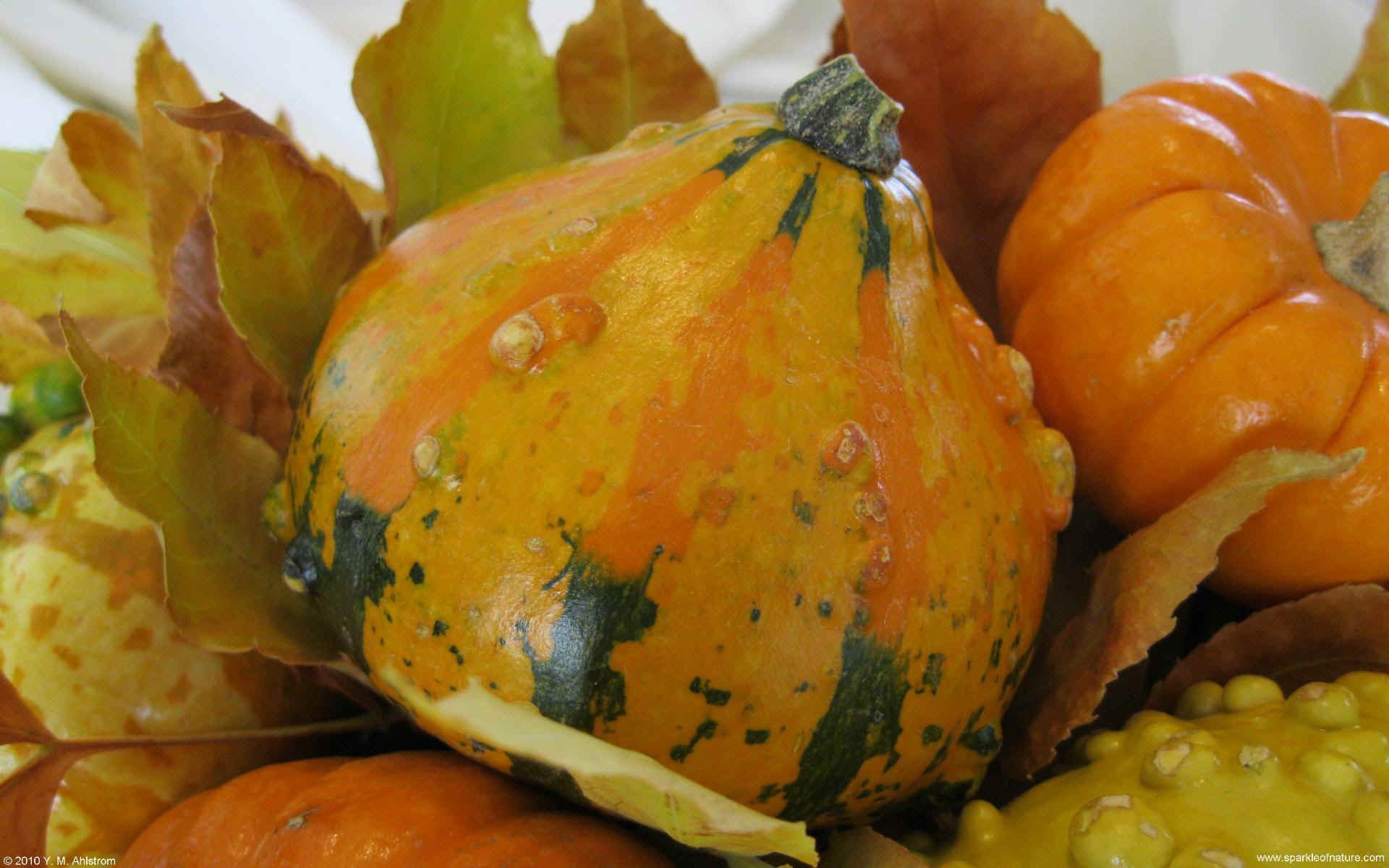 Wide Hd Squash Wallpaper - 1920x1200 Wallpaper - teahub.io