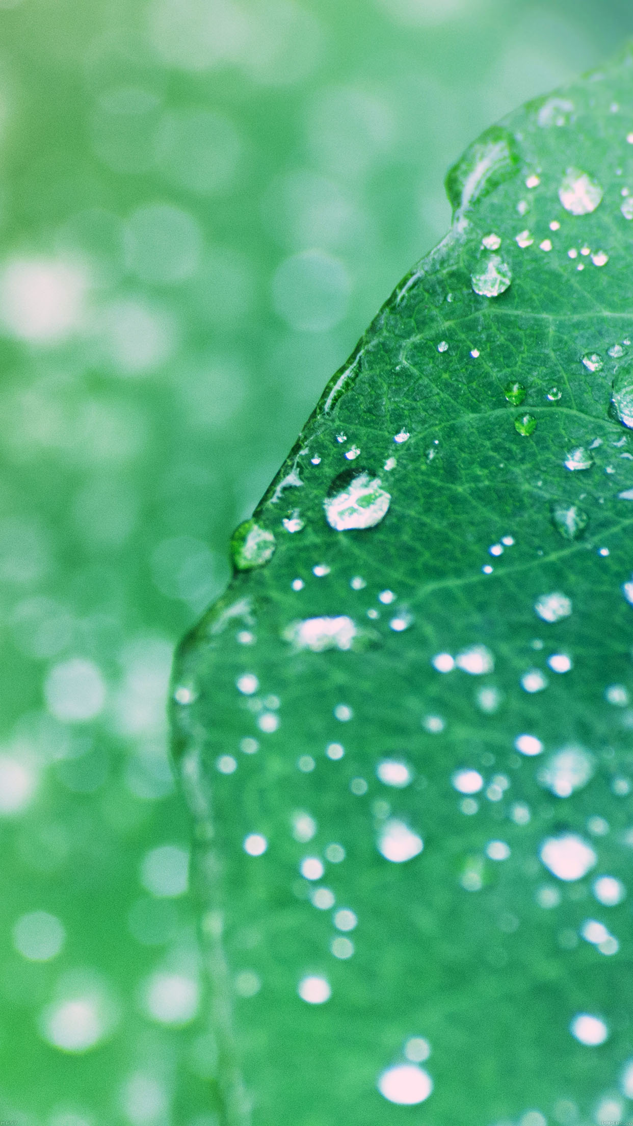 Light Green Water Drops - 1242x2208 Wallpaper - teahub.io