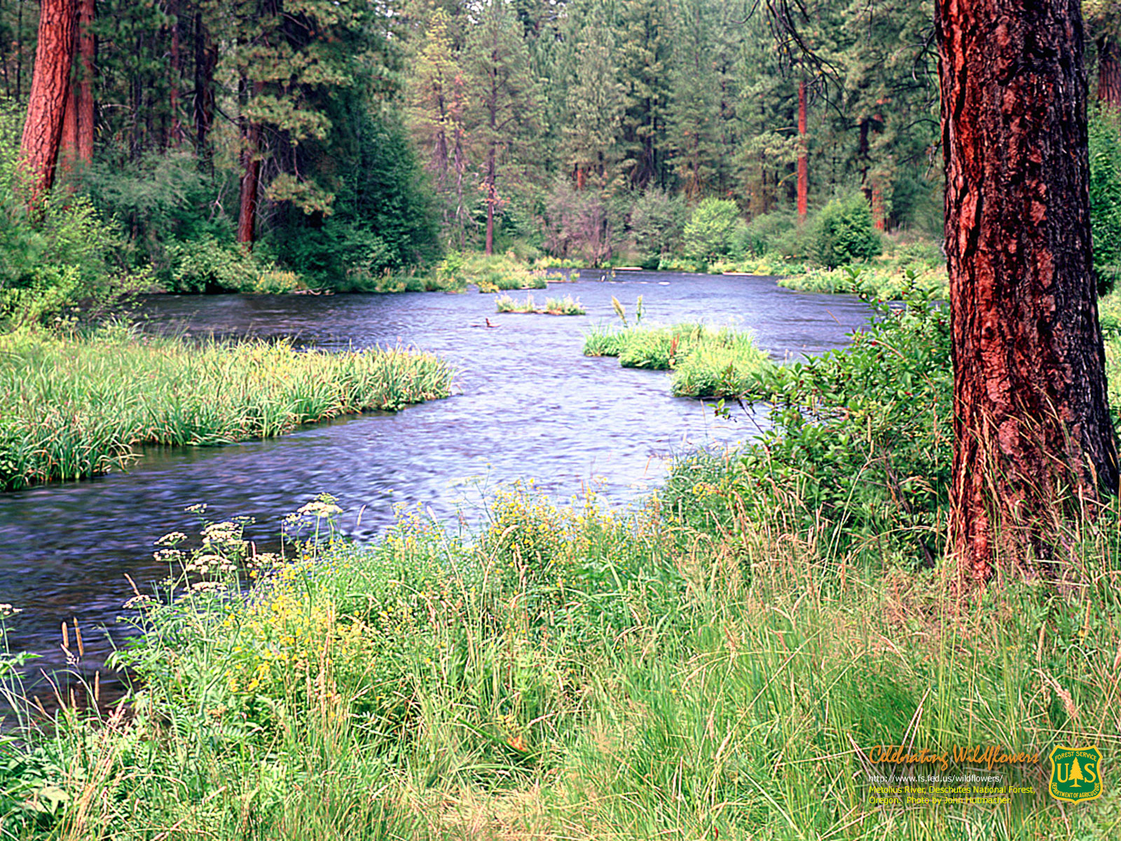 Metolius River - 1600x1200 Wallpaper - teahub.io