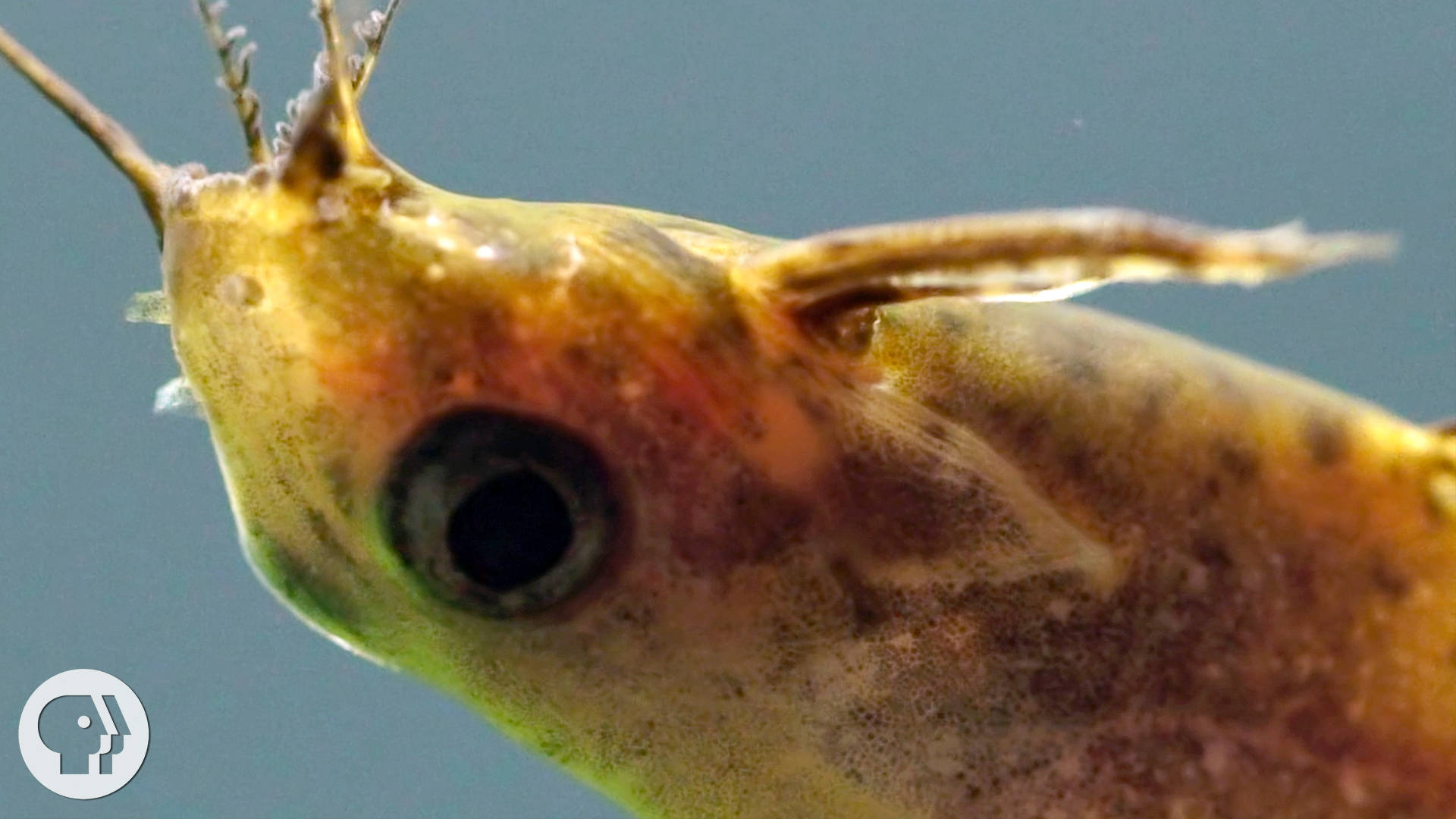 Mustache Upside Down Catfish - 1920x1080 Wallpaper - teahub.io