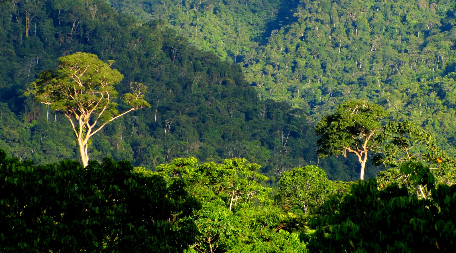 Old-growth Forest - 1600x889 Wallpaper - teahub.io