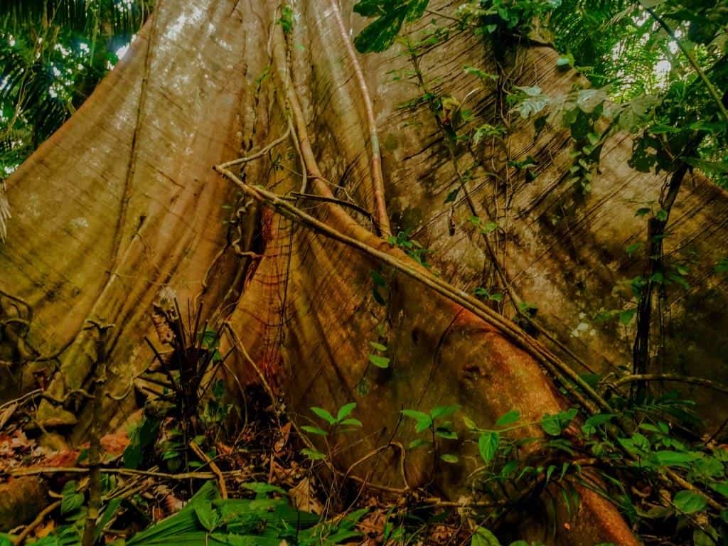 Old-growth Forest - 1024x768 Wallpaper - teahub.io