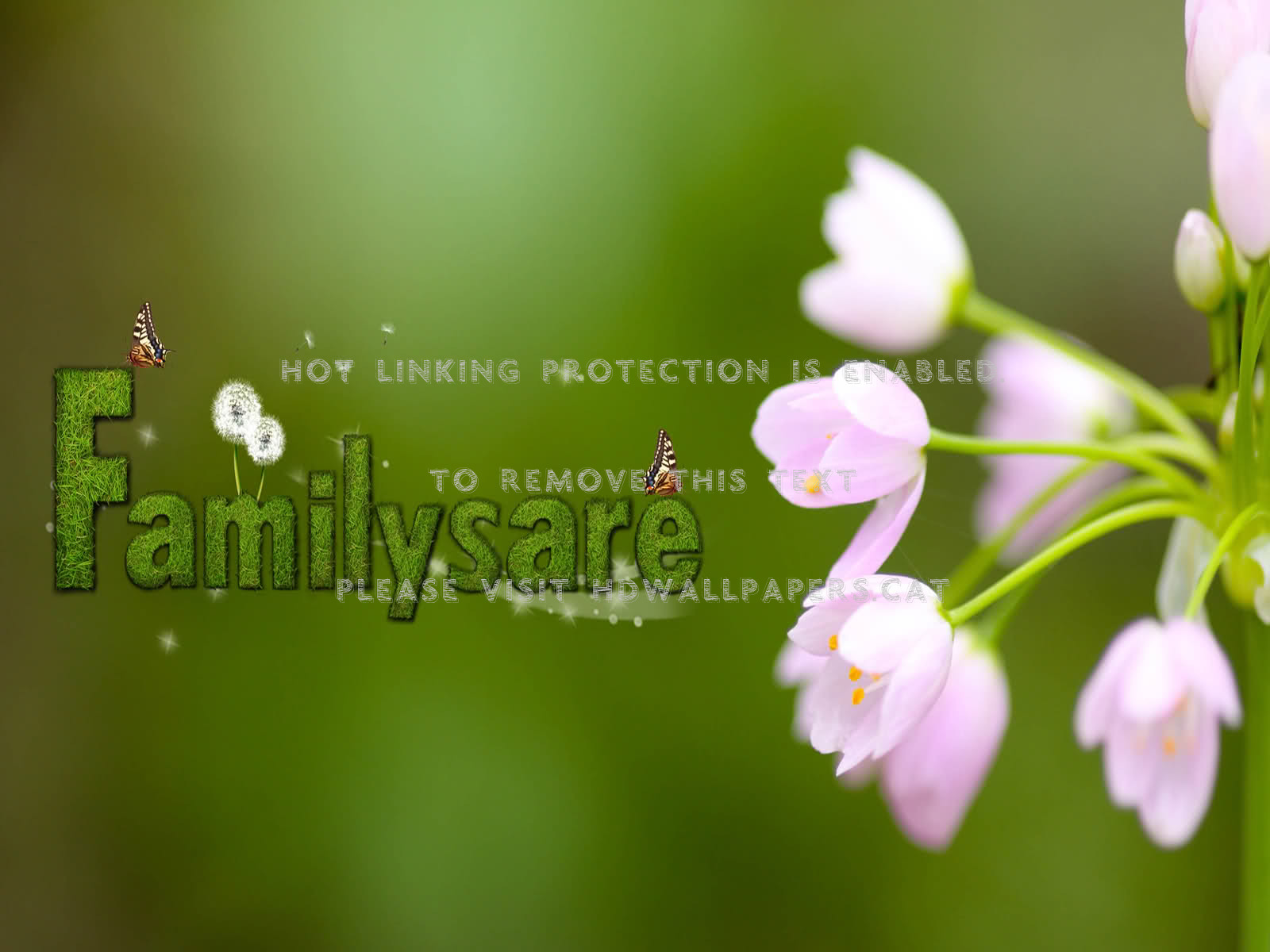 Precious Spring Time Soft Color Delicate - Flower Background Full Hd ...