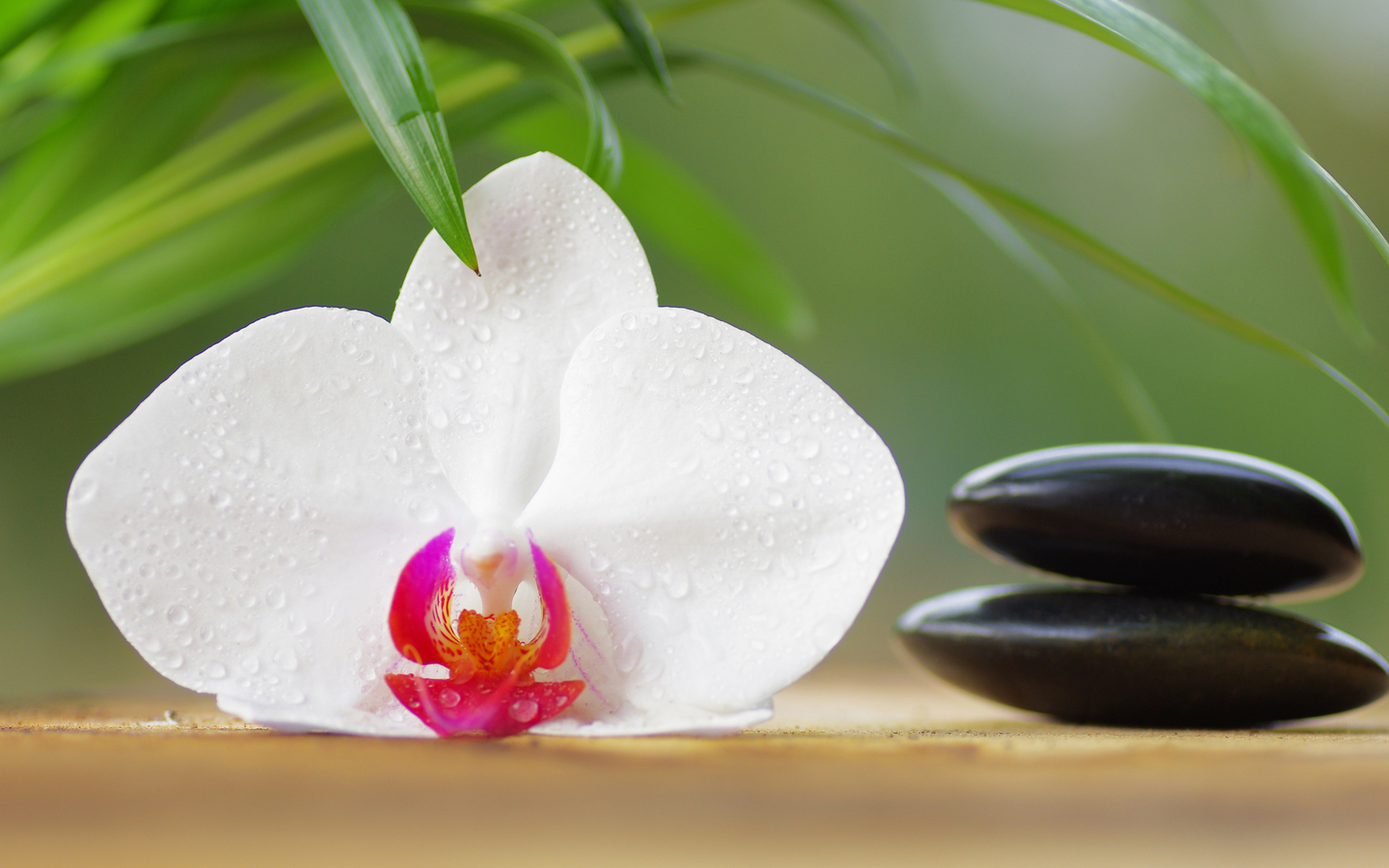 Header Image For The Site - Spa Beauty - 1440x900 Wallpaper - teahub.io