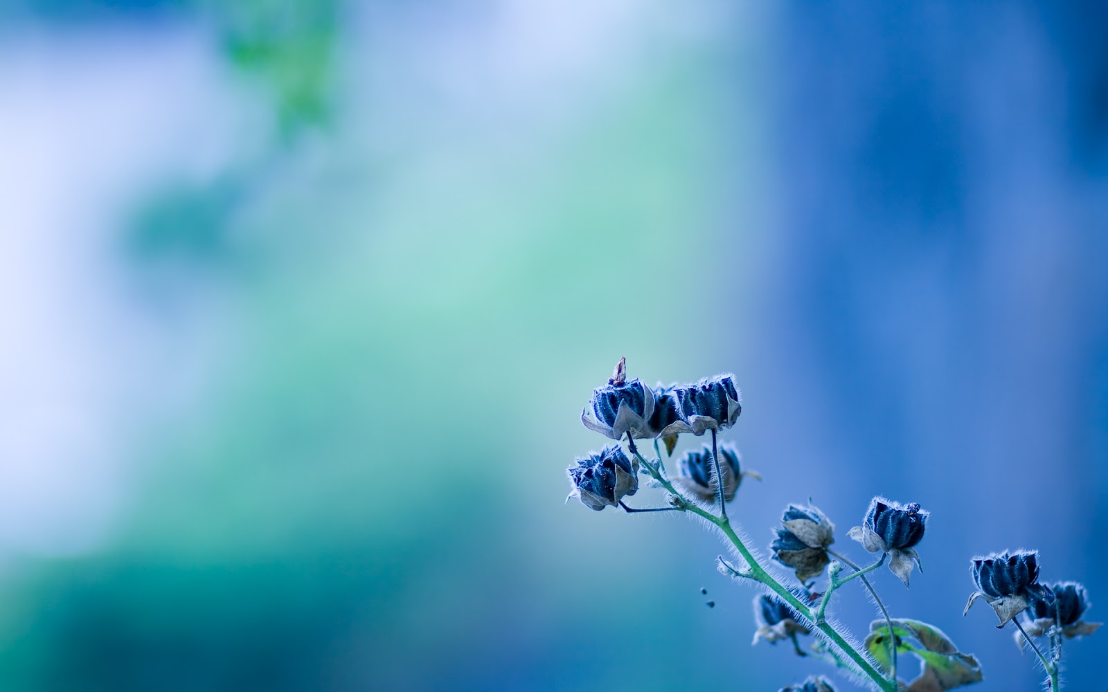 Flowers Blur Background Hd - 1600x1000 Wallpaper - teahub.io