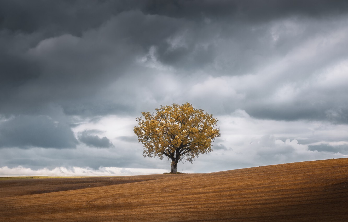 Photo Wallpaper Field, The Sky, Tree - Wallpaper - 1332x850 Wallpaper ...
