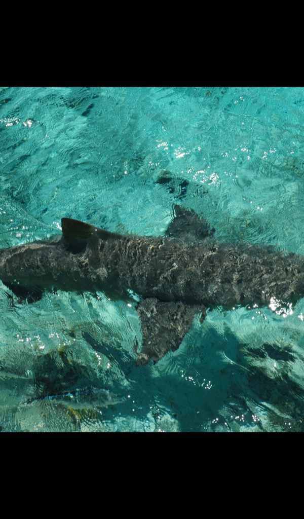 Requiem Shark - 600x1024 Wallpaper - teahub.io