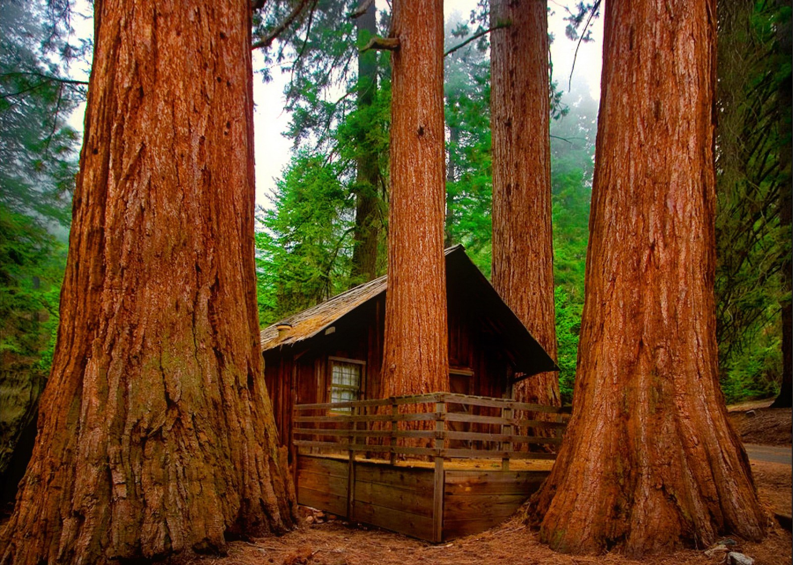 Redwood - 1600x1140 Wallpaper - teahub.io