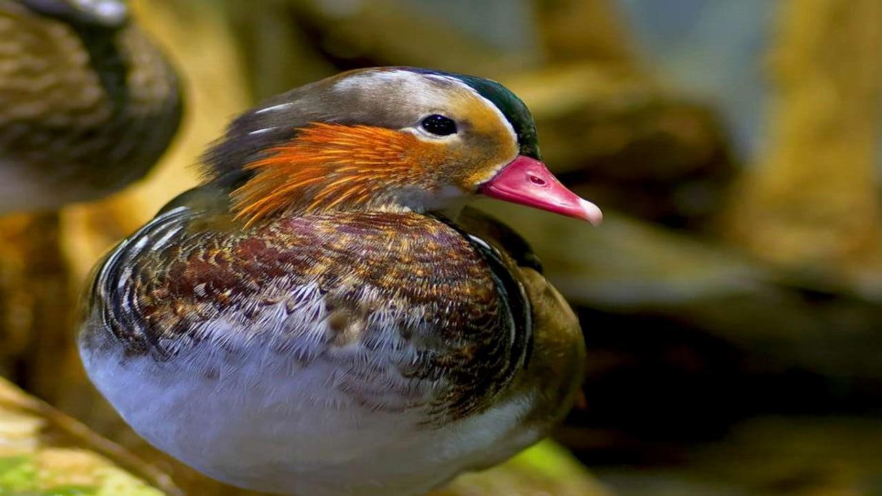 2.5 K - 1280x720 Wallpaper - teahub.io