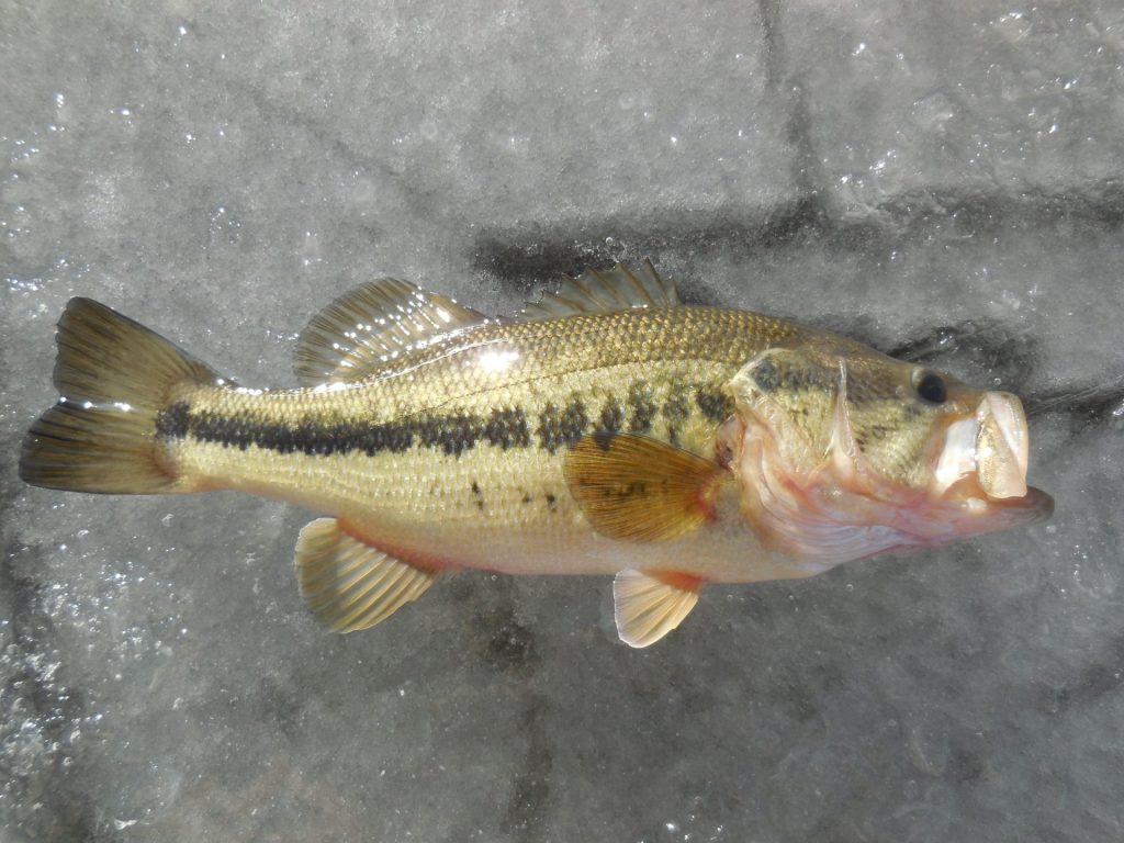 Dscn6315 - Perch - 1024x768 Wallpaper - teahub.io