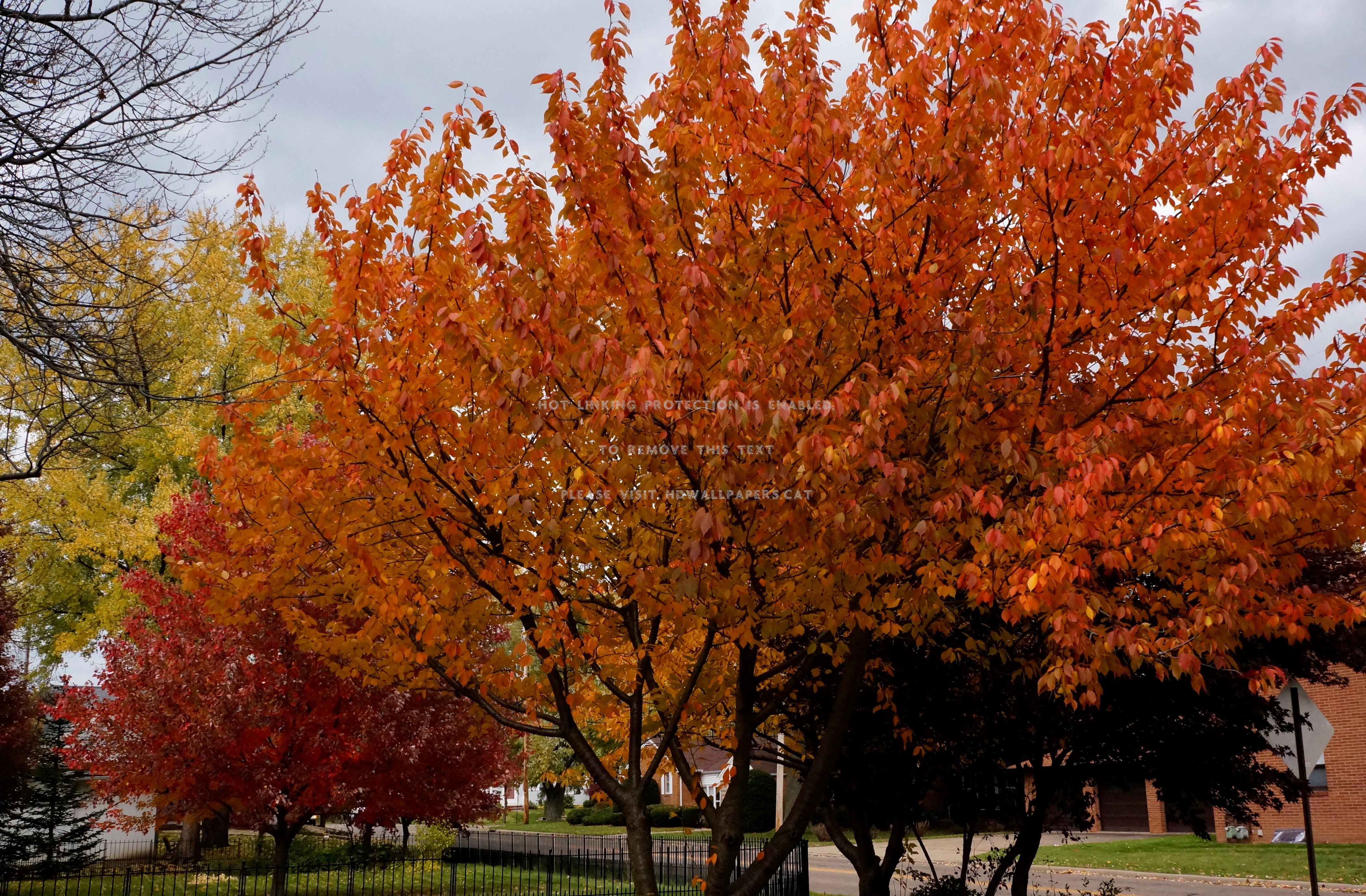Autumn Beauty Beautiful Fall Nature Forces - Maple - 4205x2760 ...