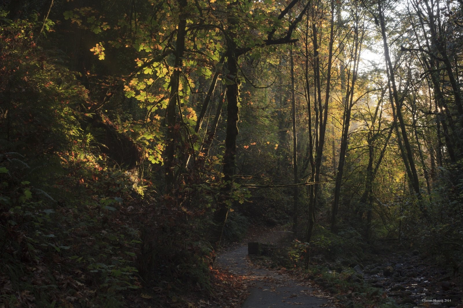 Old-growth Forest - 1600x1067 Wallpaper - teahub.io