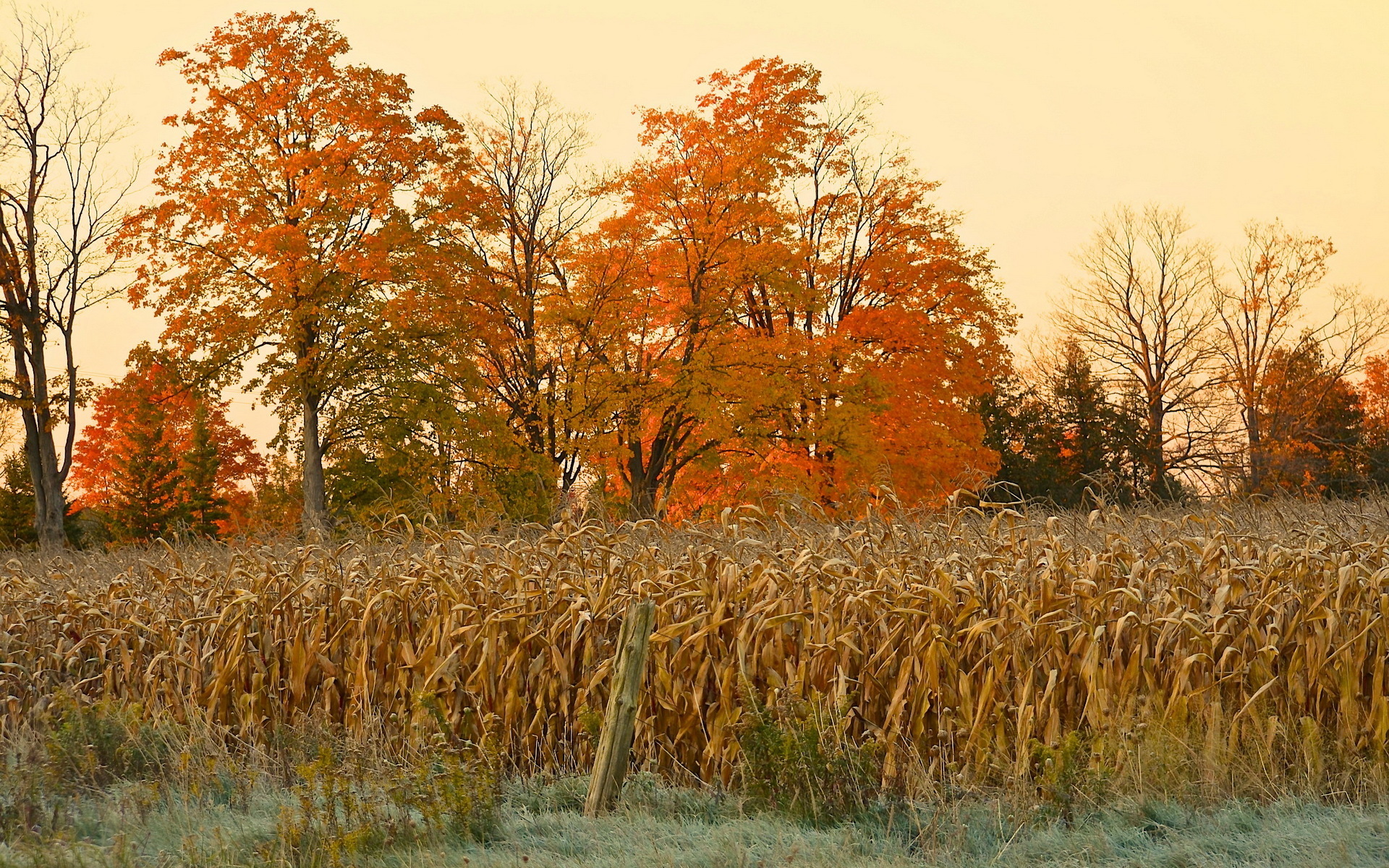 Fall Corn Fields - 1920x1200 Wallpaper - teahub.io
