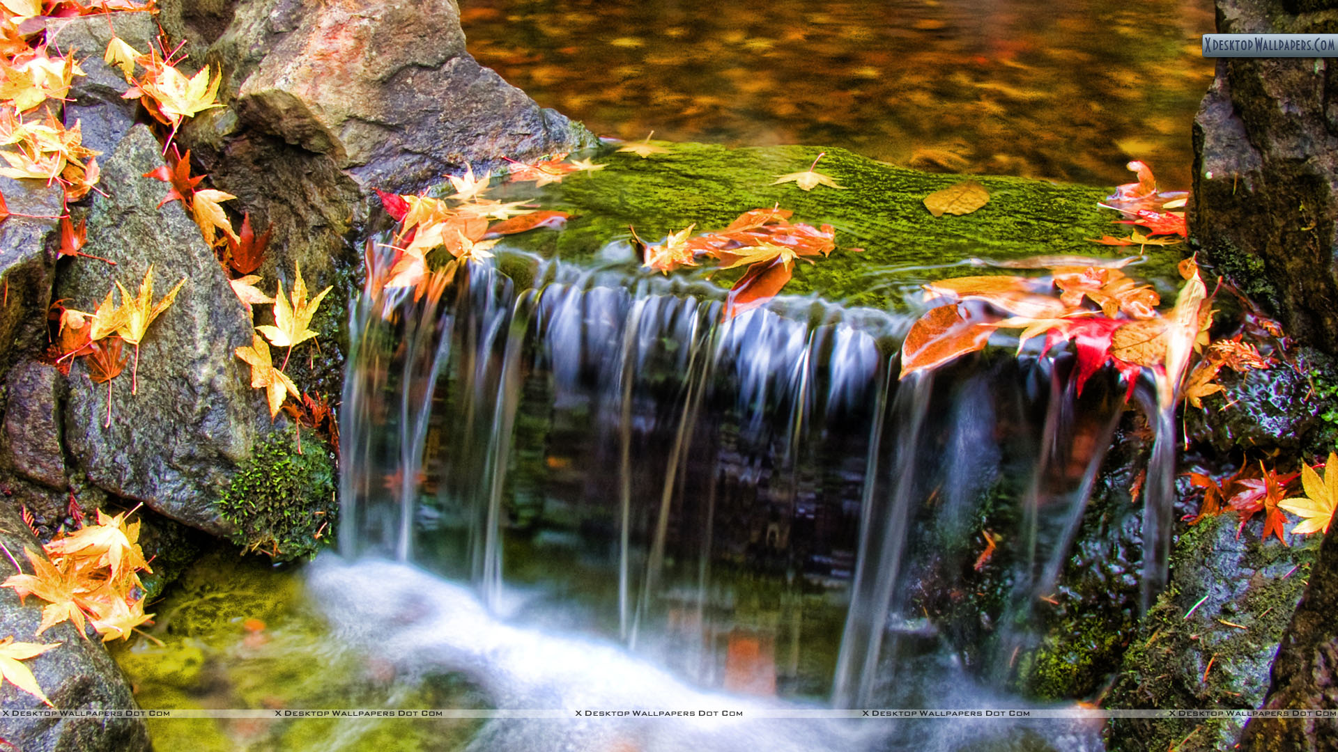 Leaves Floating Down Stream - 1920x1080 Wallpaper - teahub.io