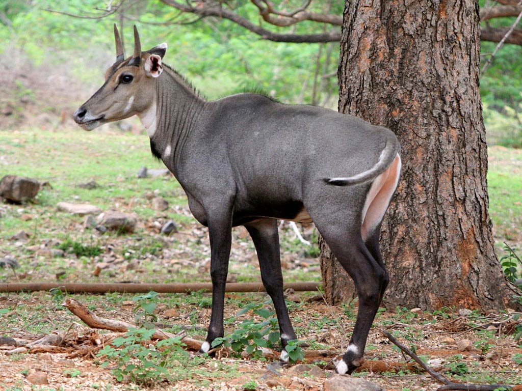 Nilgai Animal - 1024x768 Wallpaper - teahub.io