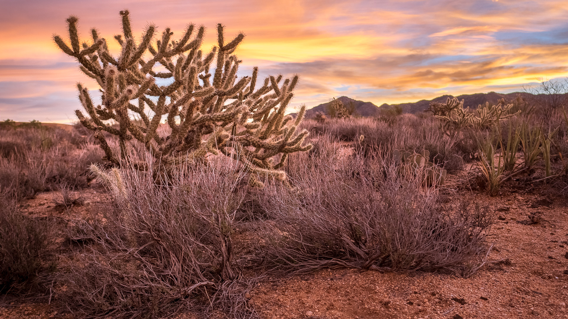 Shrubland - 1920x1080 Wallpaper - teahub.io