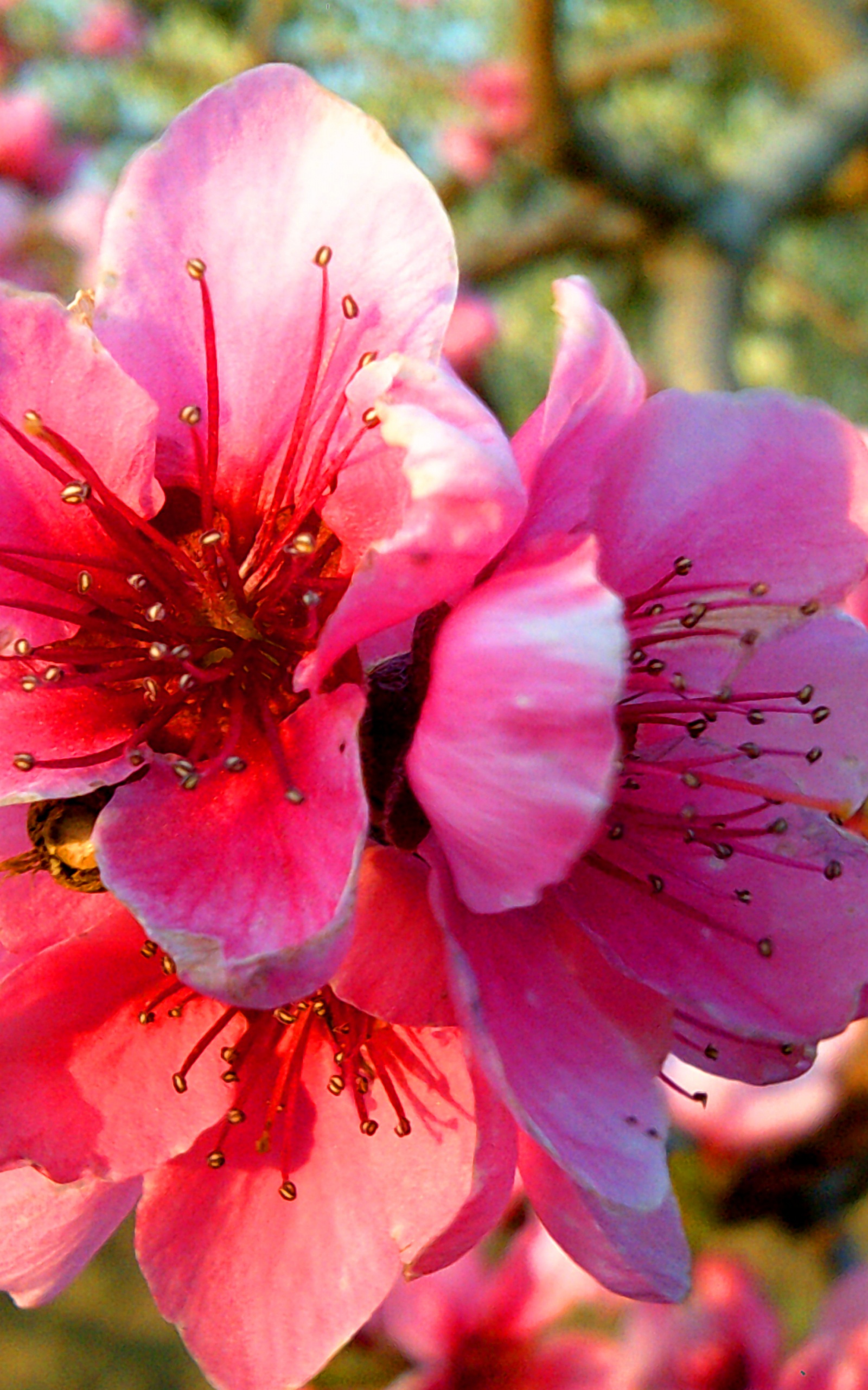 Spring Wallpaper Android - 1600x2560 Wallpaper - teahub.io