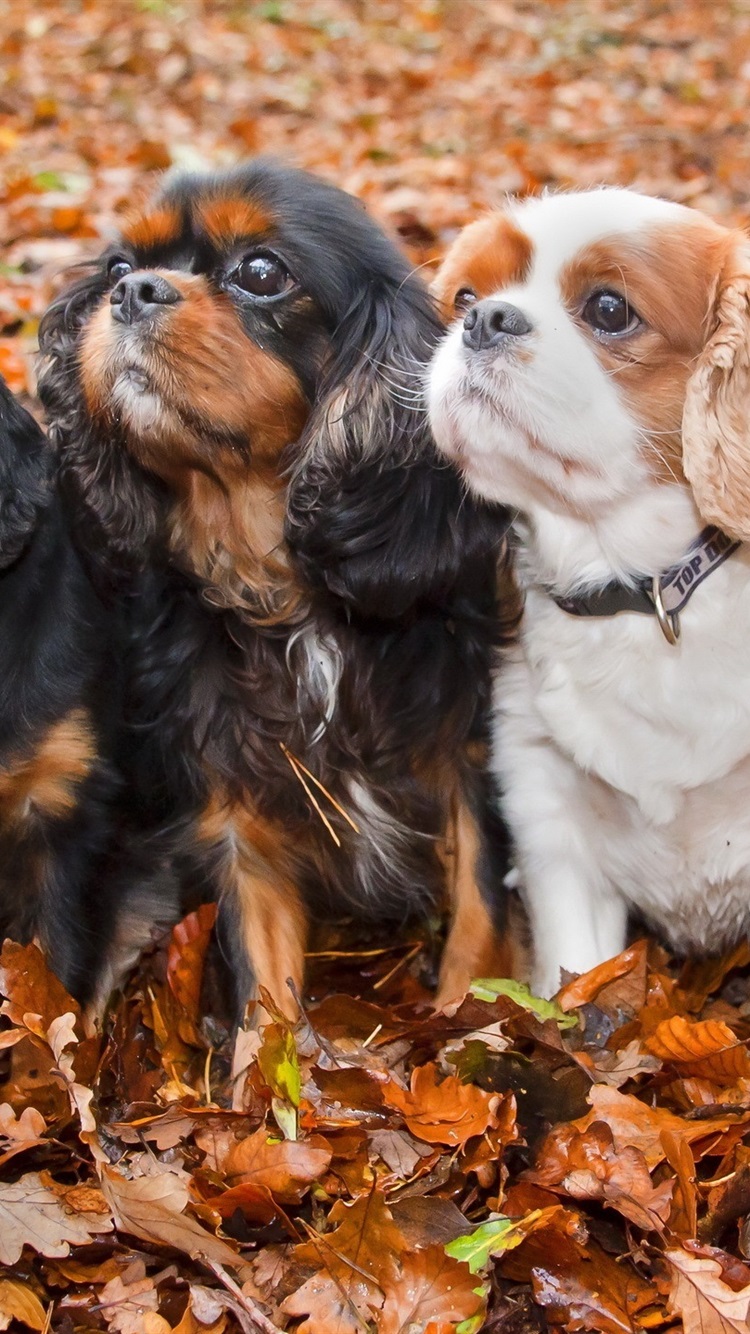 Iphone Wallpaper Autumn, Four Dogs, Friends - Spaniel - 750x1334 ...
