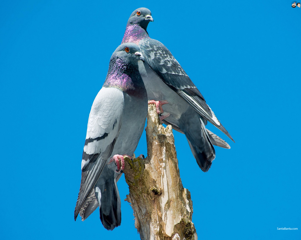 Birds - Pigeon Mobile - 1280x1024 Wallpaper - teahub.io