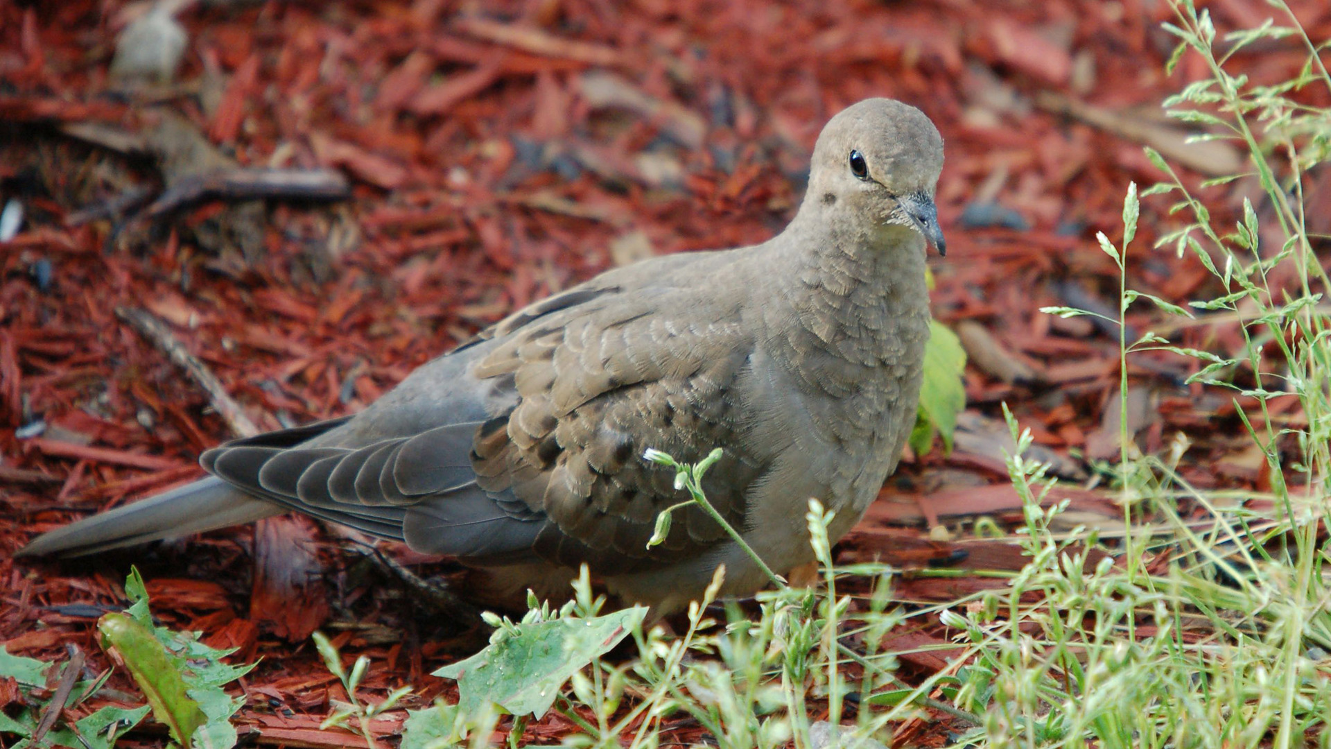 Stock Dove - 1920x1080 Wallpaper - teahub.io