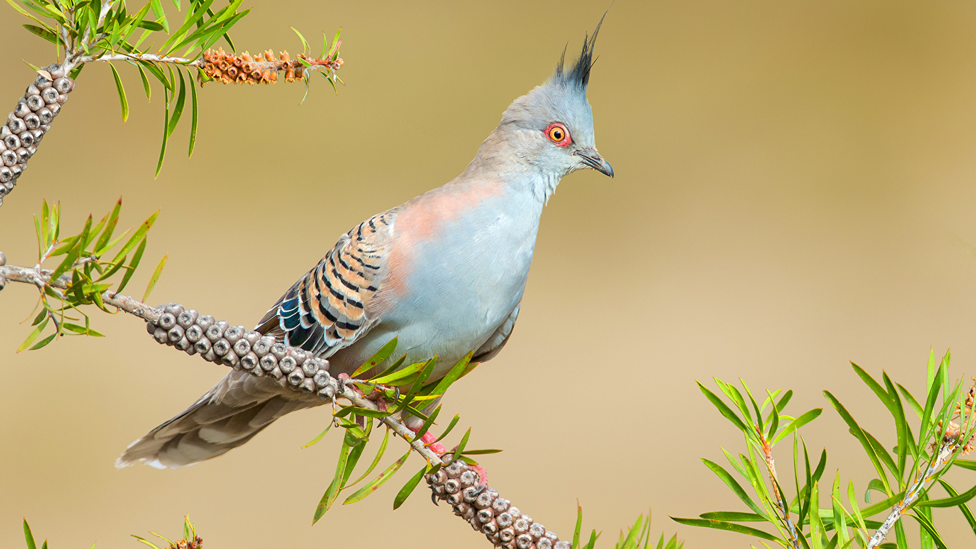 Crested Pigeon - 1920x1080 Wallpaper - teahub.io