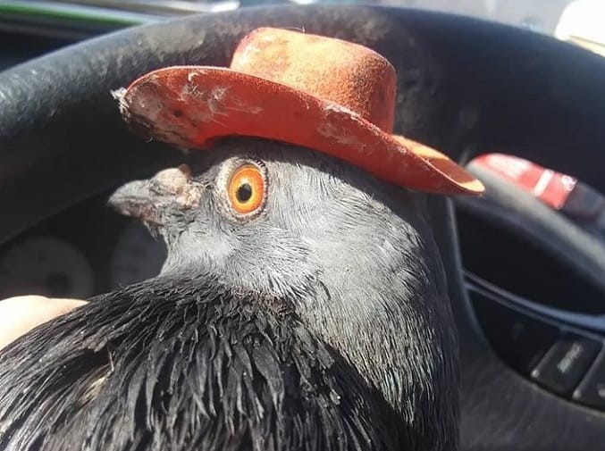 Billie The Pidge - Pigeon With Cowboy Hats - 677x505 Wallpaper - teahub.io