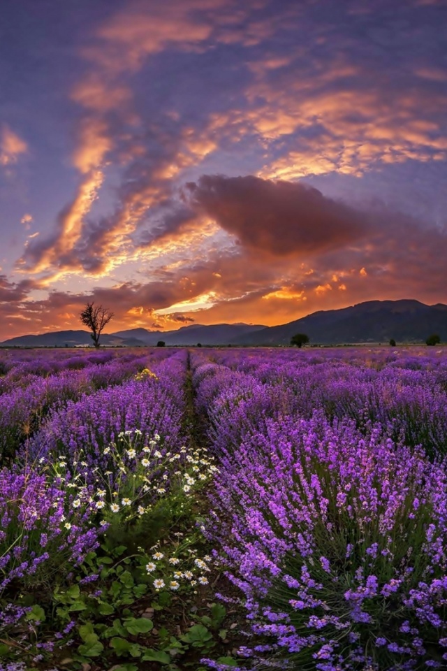 Download Lavender Iphone Wallpaper - Teahub.io