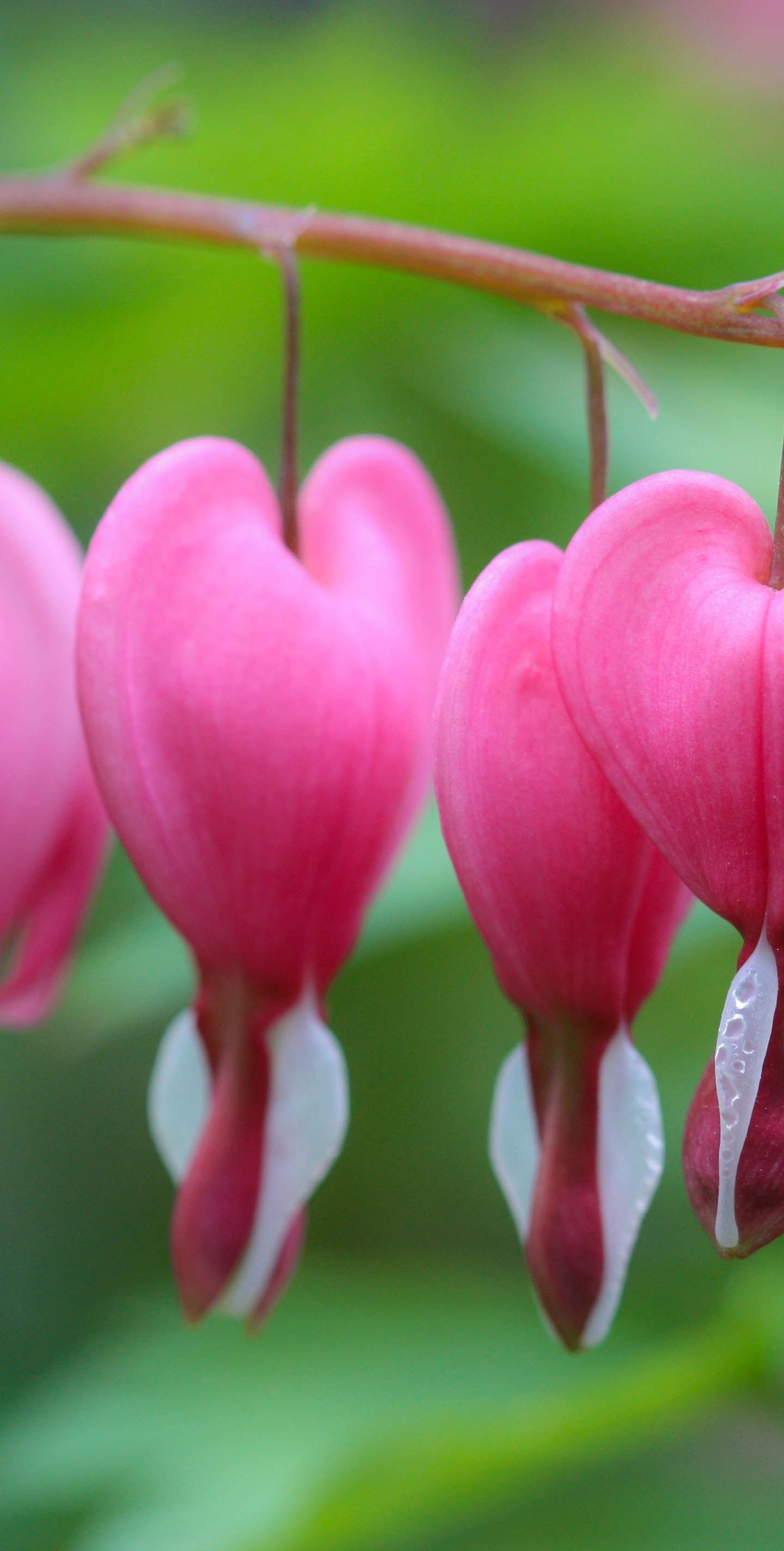 Bleeding Heart, Bloom, Pink Flowers, Wallpaper - 1440x2848 Wallpaper ...
