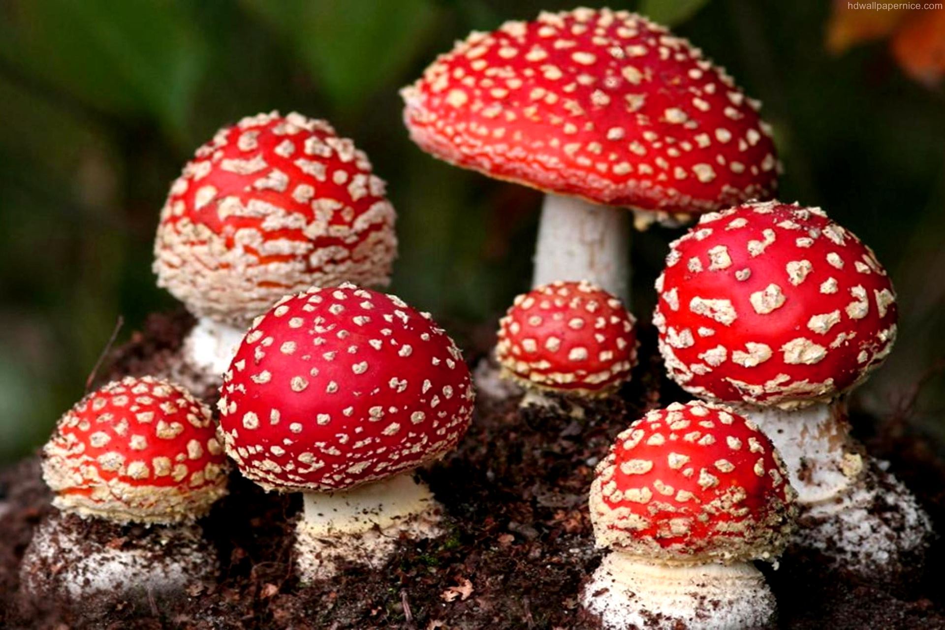 Red Mushroom Hd - 1920x1280 Wallpaper - teahub.io