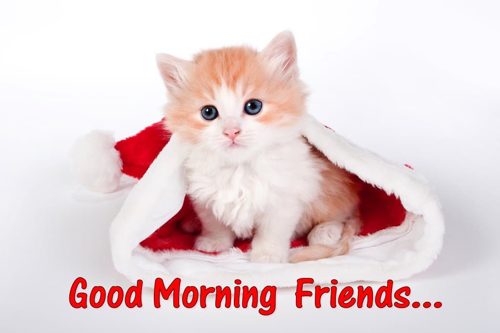 Good Morning Friends With Cat - 1024x683 Wallpaper - teahub.io