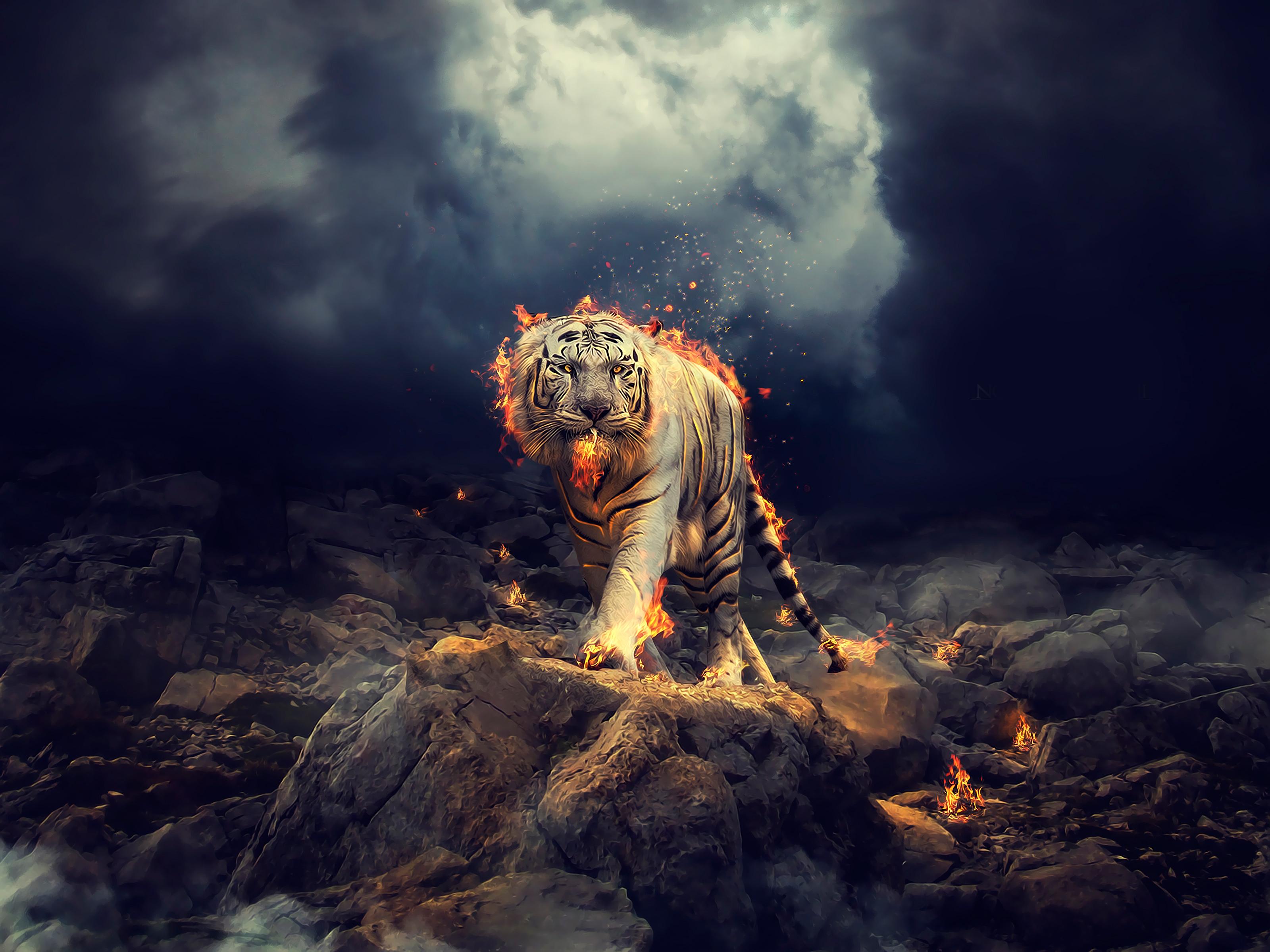 Photo Editor Wallpaper Hd - White Tiger - 3200x2400 Wallpaper - teahub.io