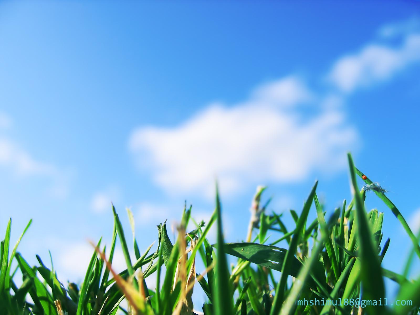 Photo Editor Wallpaper Hd - Plants In The Sky - 1600x1200 Wallpaper ...