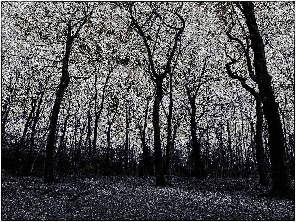 Grove - 1024x768 Wallpaper - teahub.io