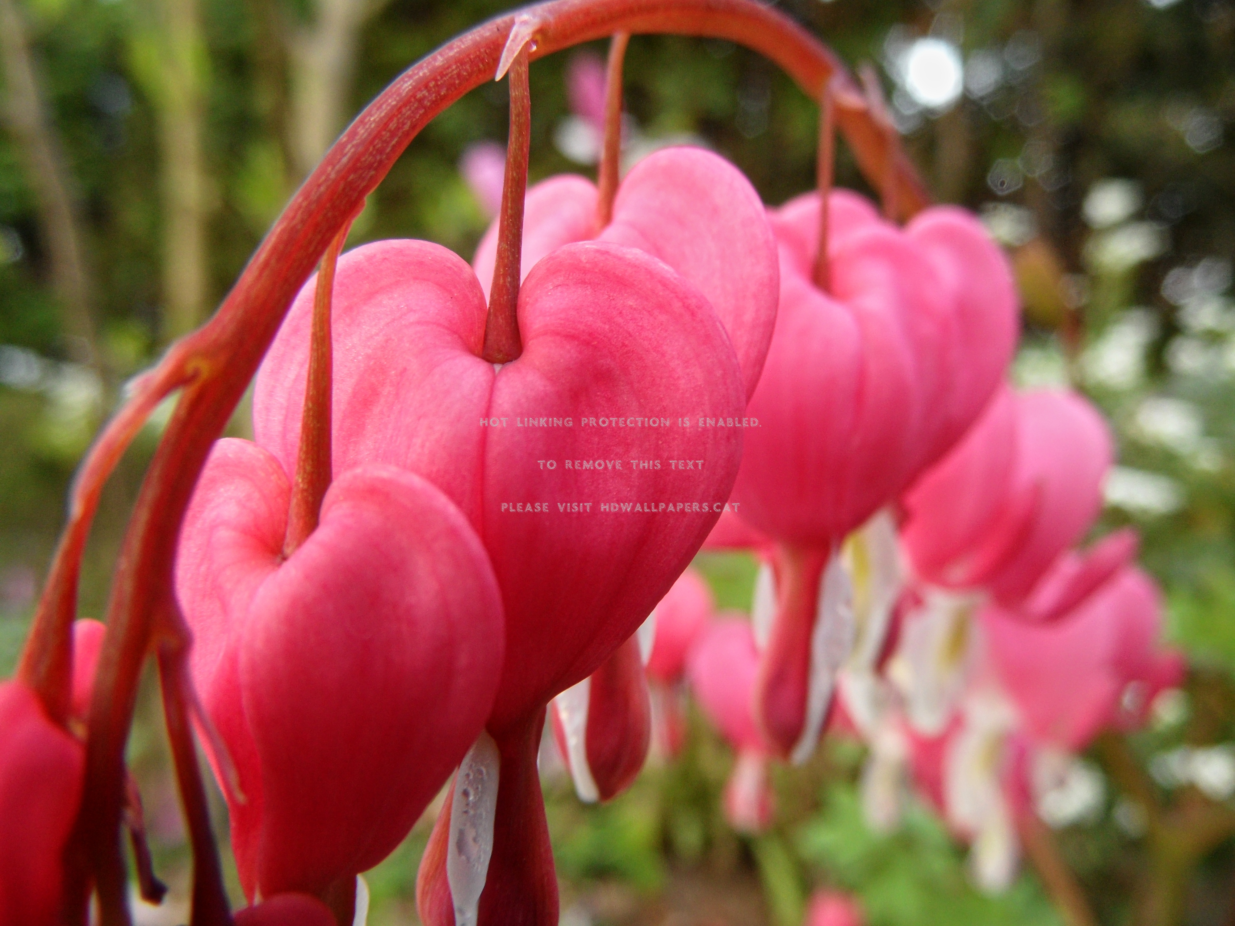 Bleeding Heart Trees Flower Garden Nature - Pacific Bleeding Heart ...