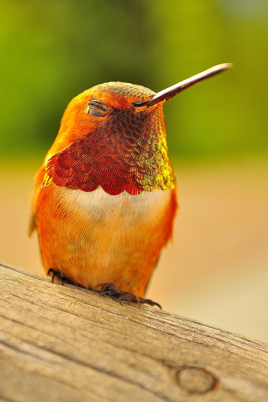 Cute Beautiful Hummingbird Photography - Orange Hummingbird - 880x1320 ...