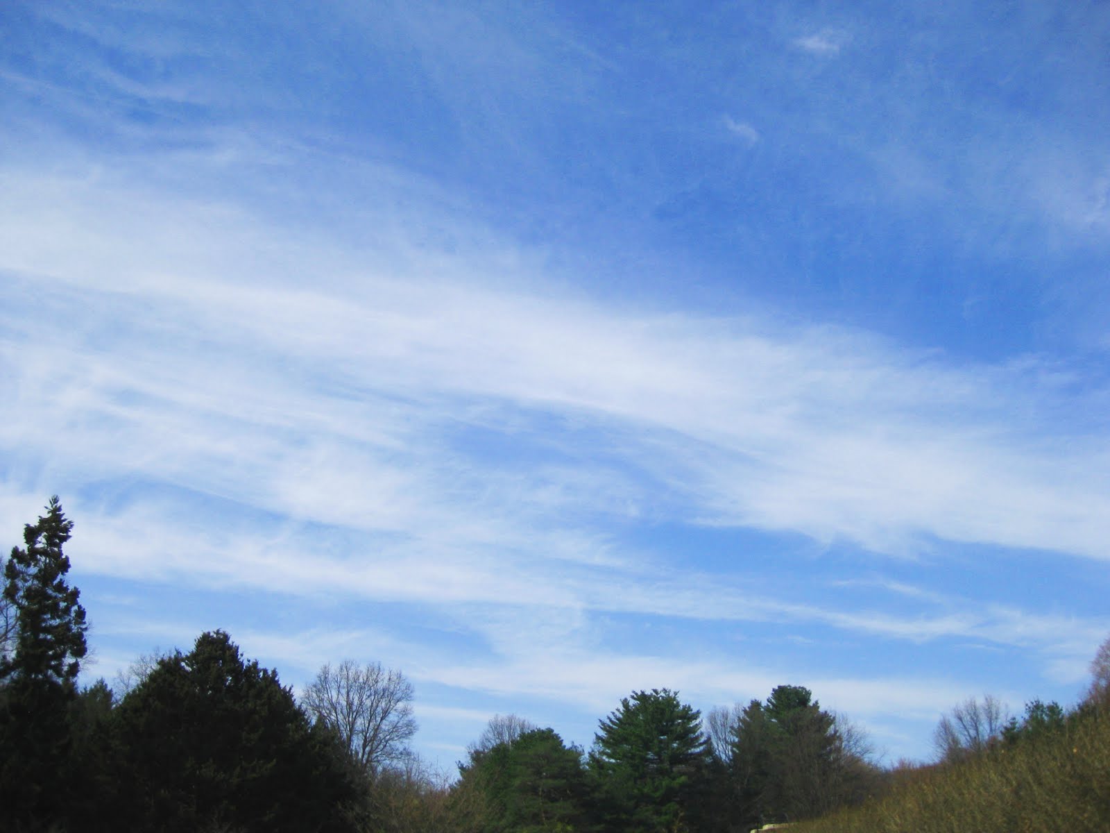 Shortleaf Black Spruce - 1600x1200 Wallpaper - teahub.io