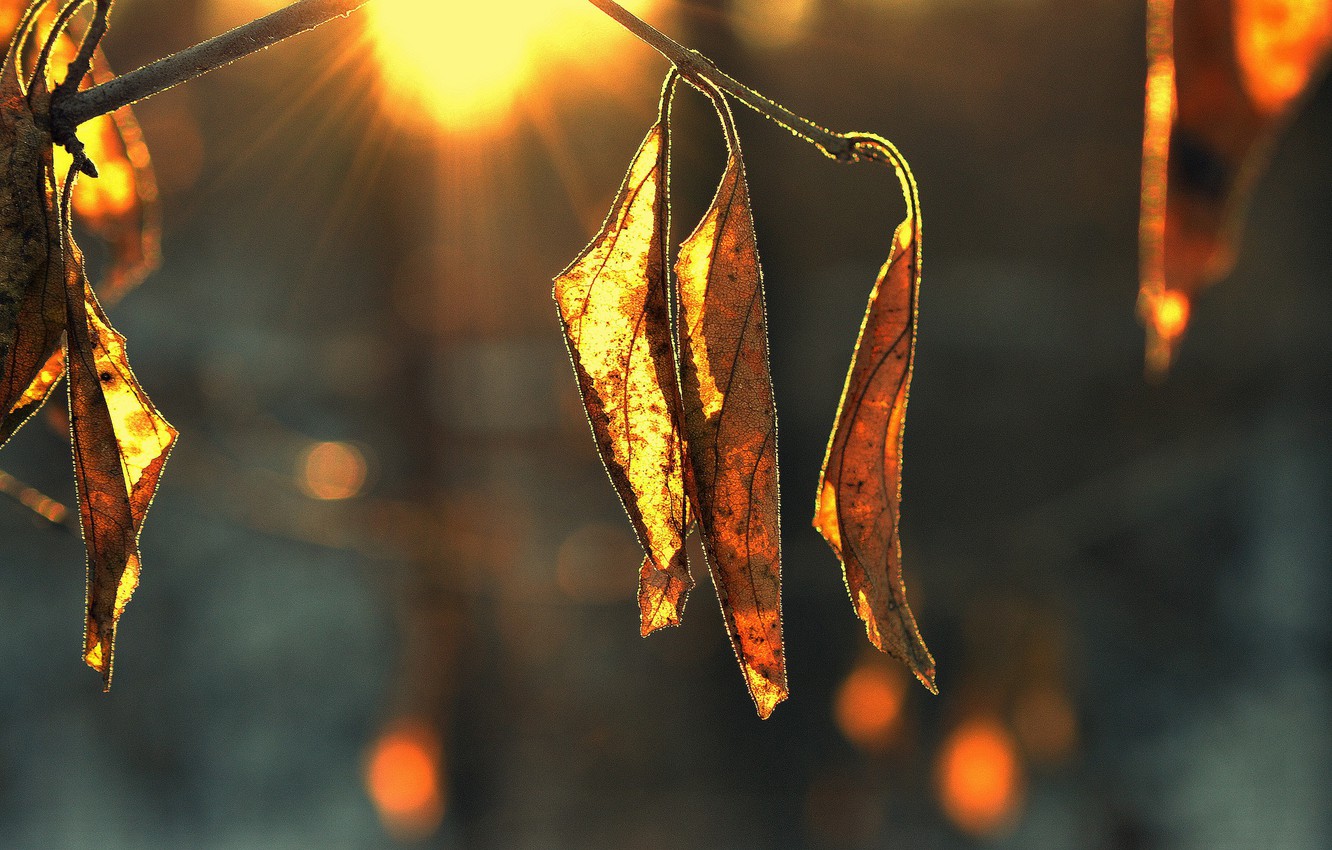 Photo Wallpaper Leaves, The Sun, Dry - Sunlight - 1332x850 Wallpaper ...
