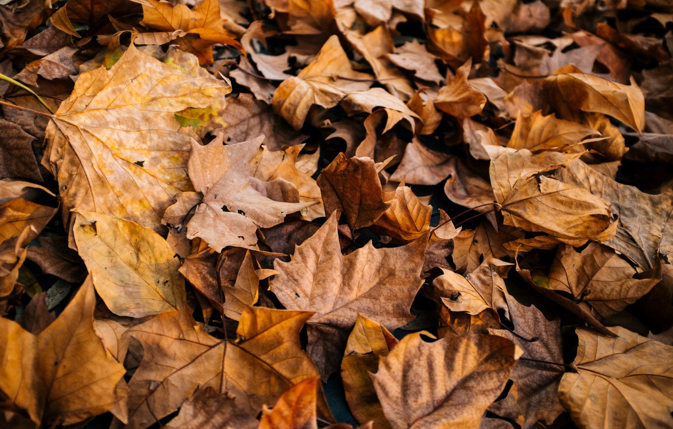 Photo Wallpaper Autumn, Leaves, Dry - Autumn - 1332x850 Wallpaper ...