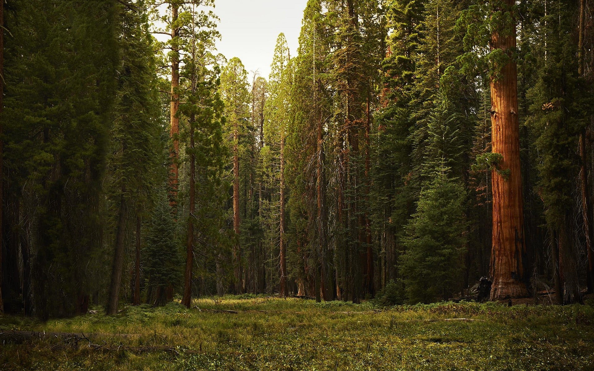 Forest Nature Tall Trees - 1920x1200 Wallpaper - teahub.io