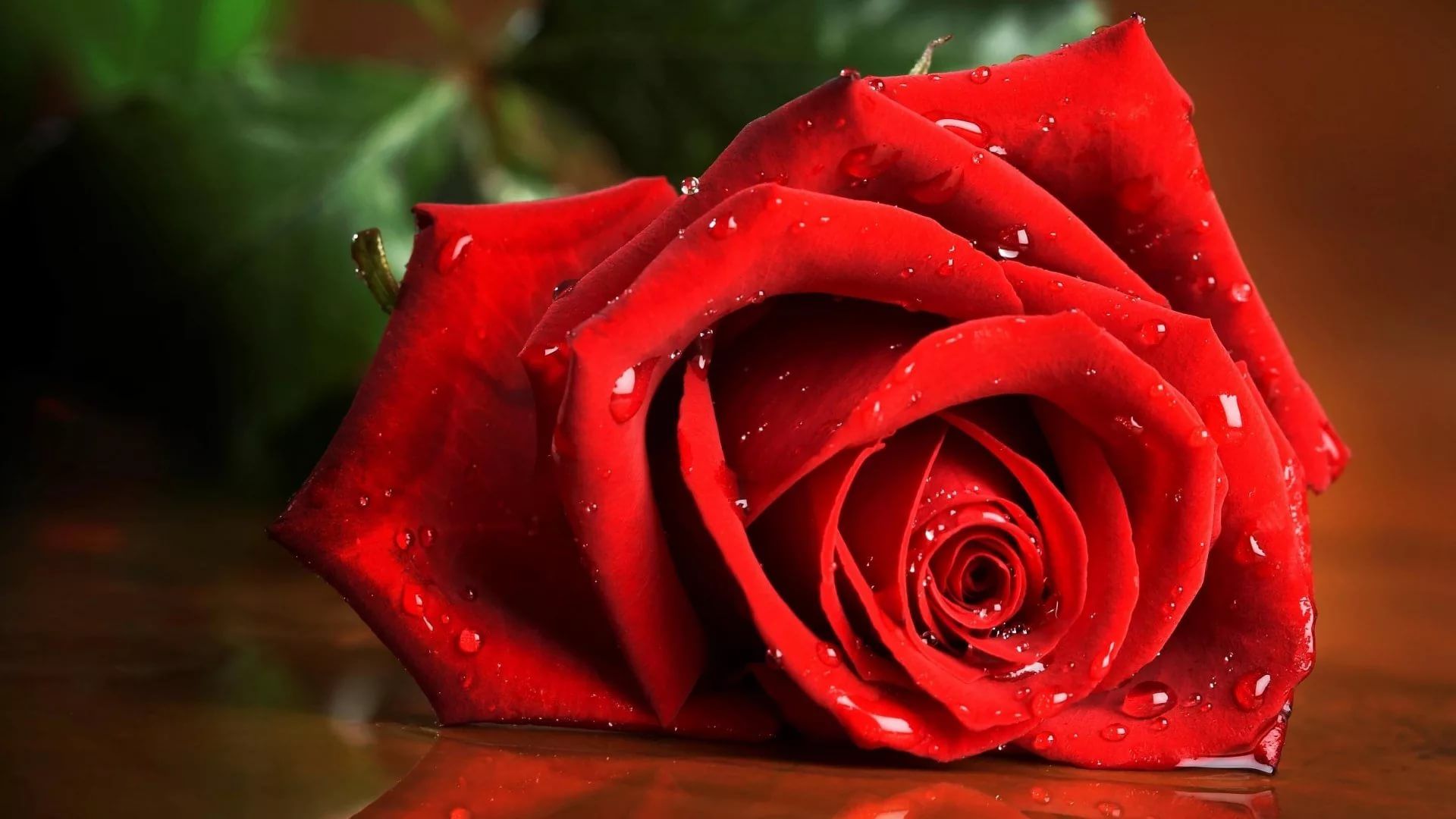 Rose Screensaver Background Wallpaper Hd - 4k Red Rose - 1920x1080 ...